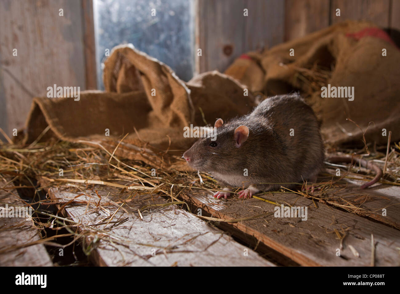 Escala De Renania Fotos e Imágenes de stock - Alamy