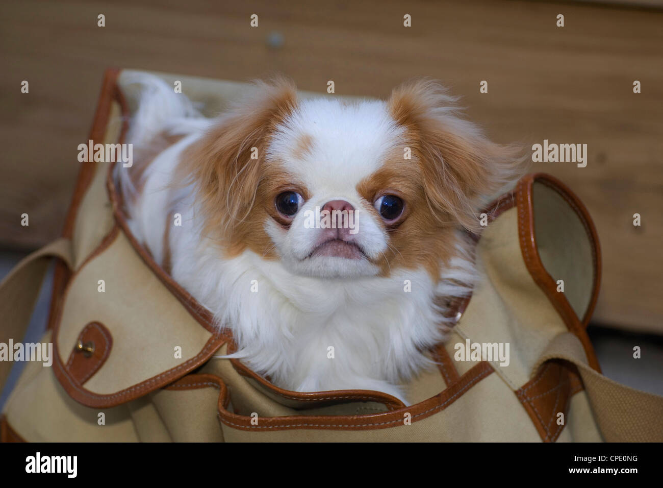 Pueden Un Chin Japonés Y Un Pequinés Ser Amigos