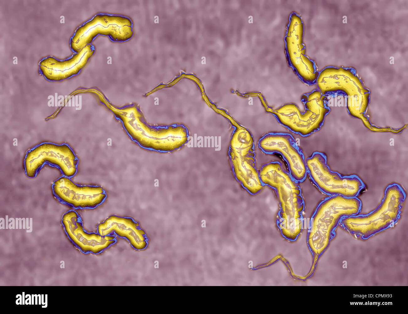 Vibrio Cholerae Microscope