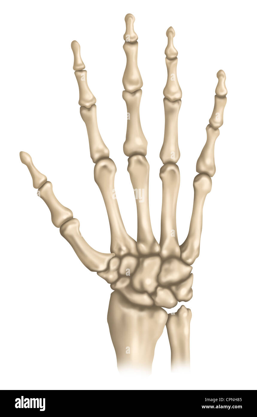 Huesos De La Mano Derecha