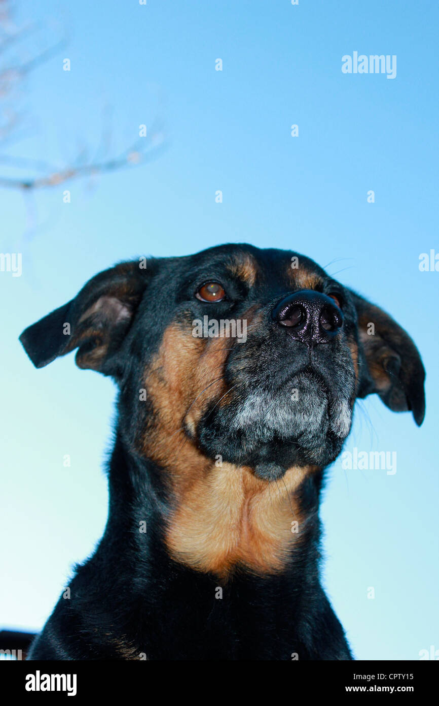 Perros Rottweiler Aleman