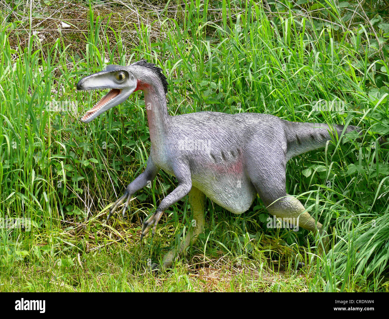 Troodon Pectinodon at Derrick Evans blog