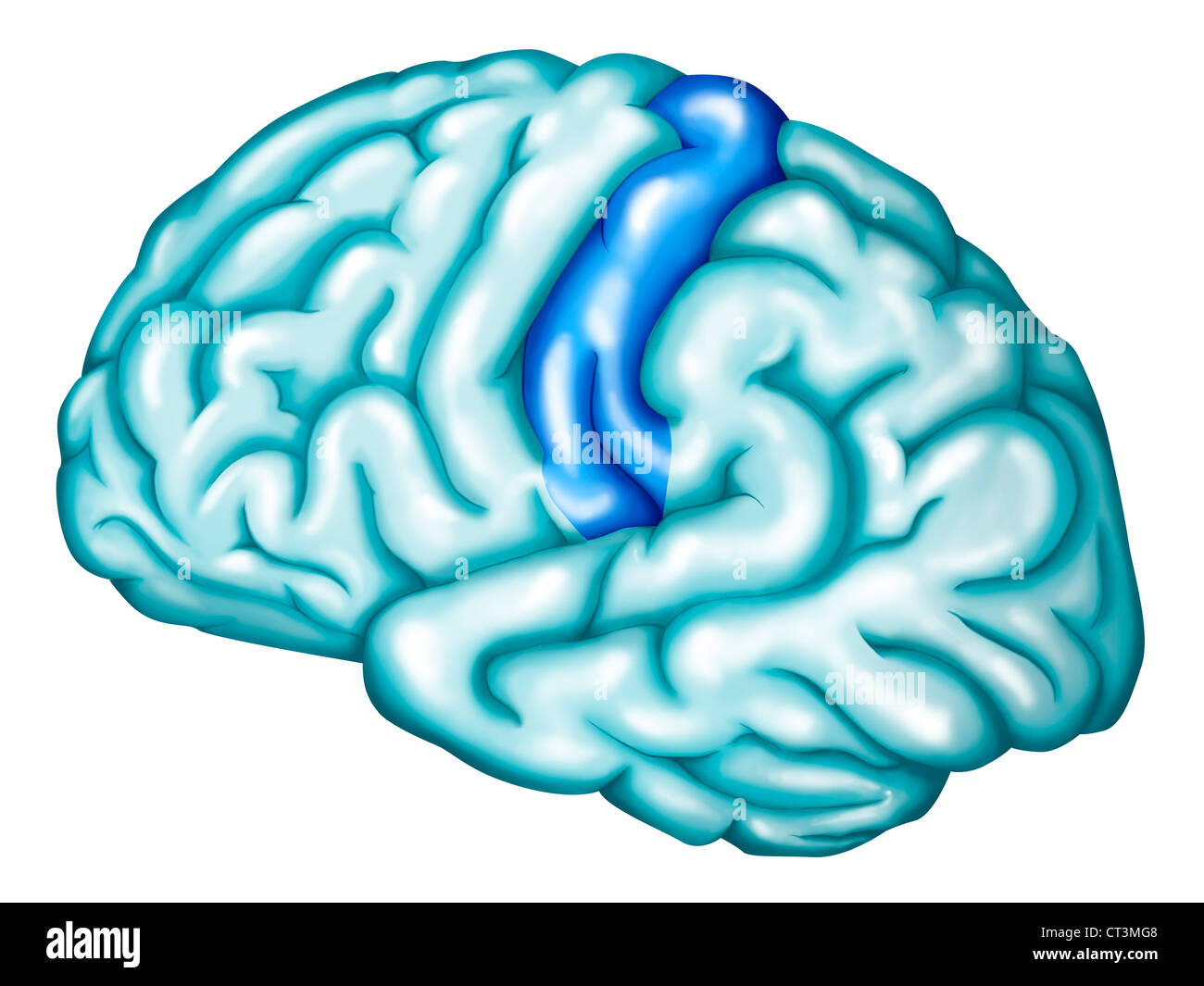 Corteza somatosensorial primaria fotografías e imágenes de alta ...