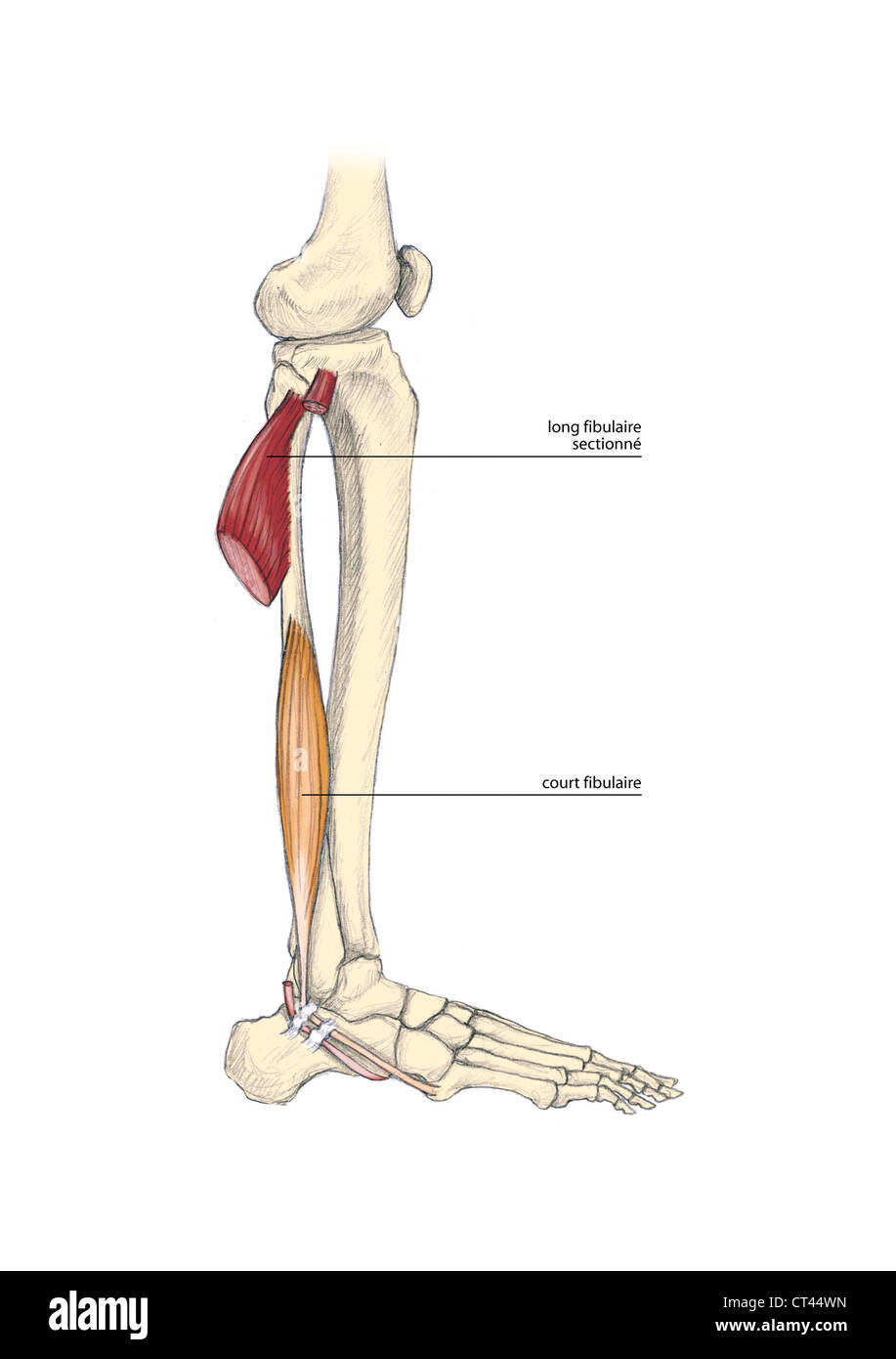 Peroneo Largo Y Corto