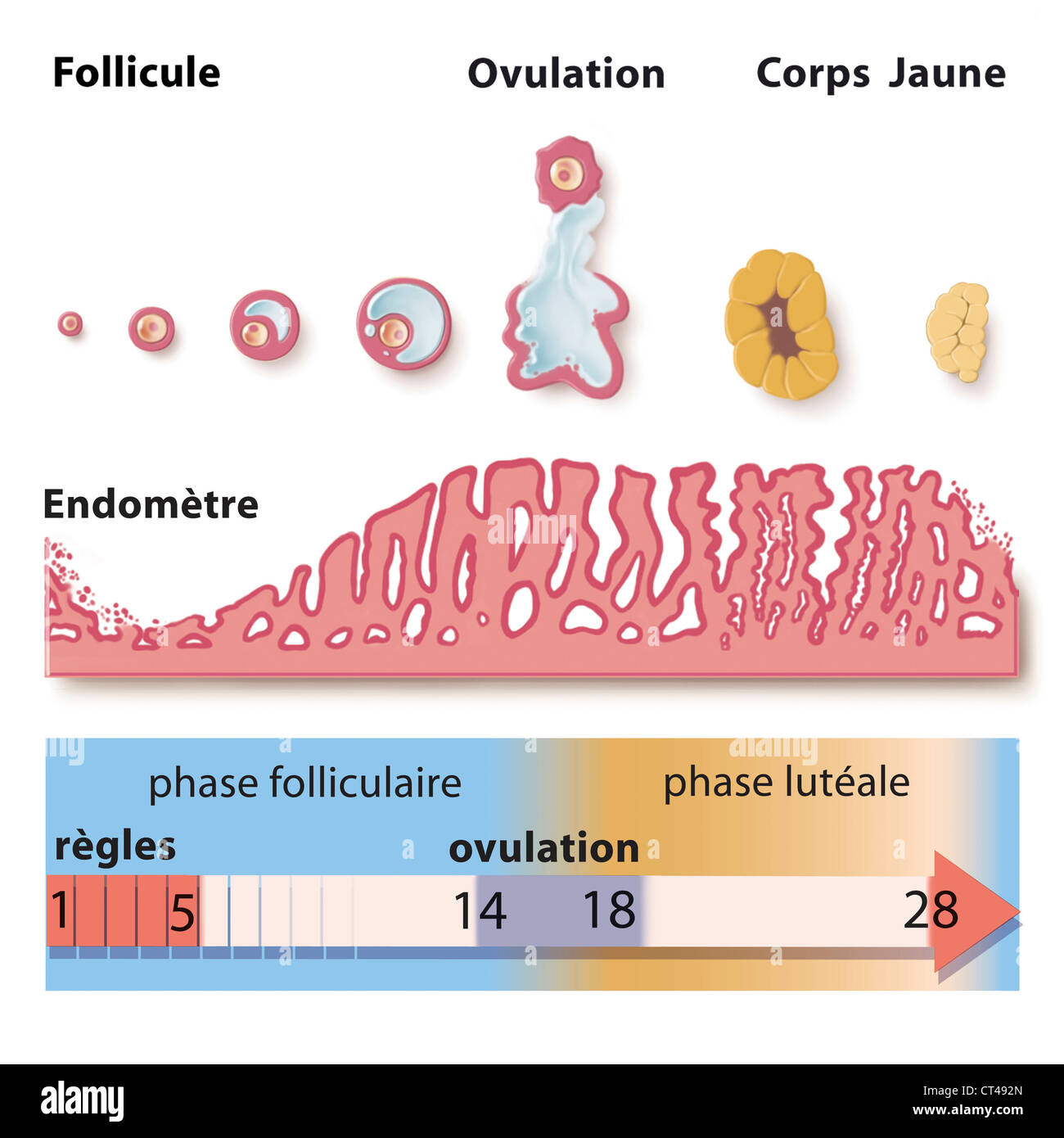 Fase Folicular Del Ciclo Ovárico