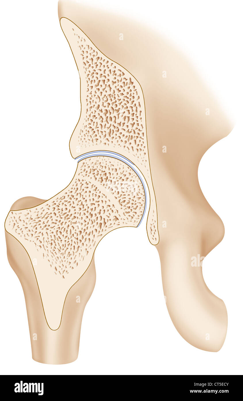Hip bones fotografías e imágenes de alta resolución - Alamy