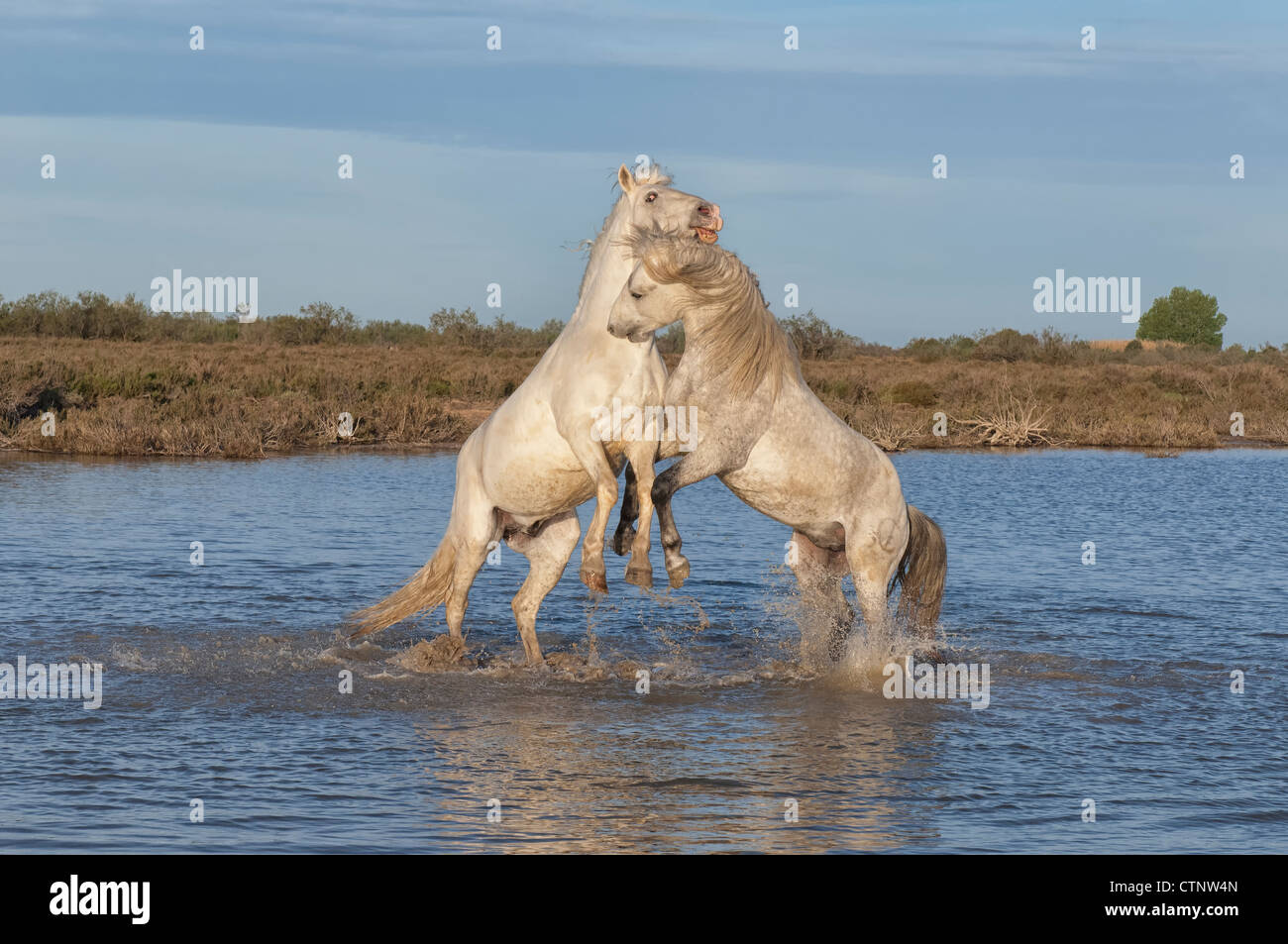 Competencia En Animales
