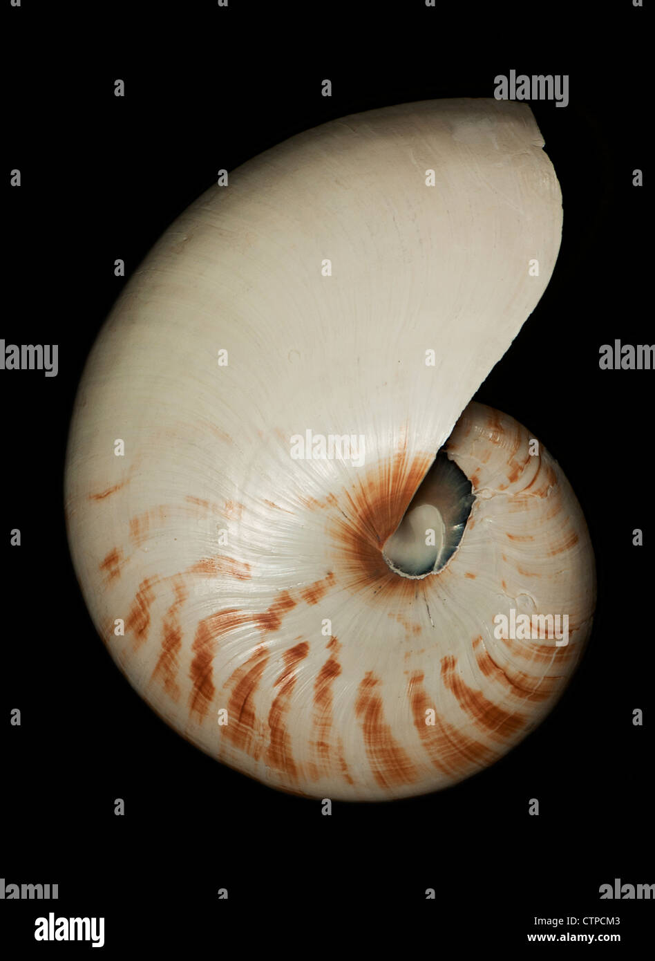 Lienzo De Concha De Nautilus Kappa Delta