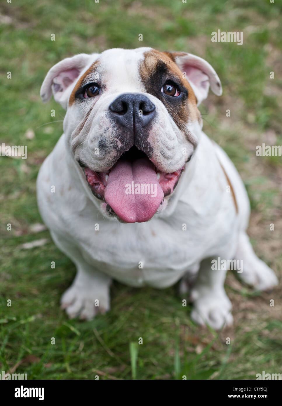 Son Los Bulldogs Australianos Buenos Perros Guardianes