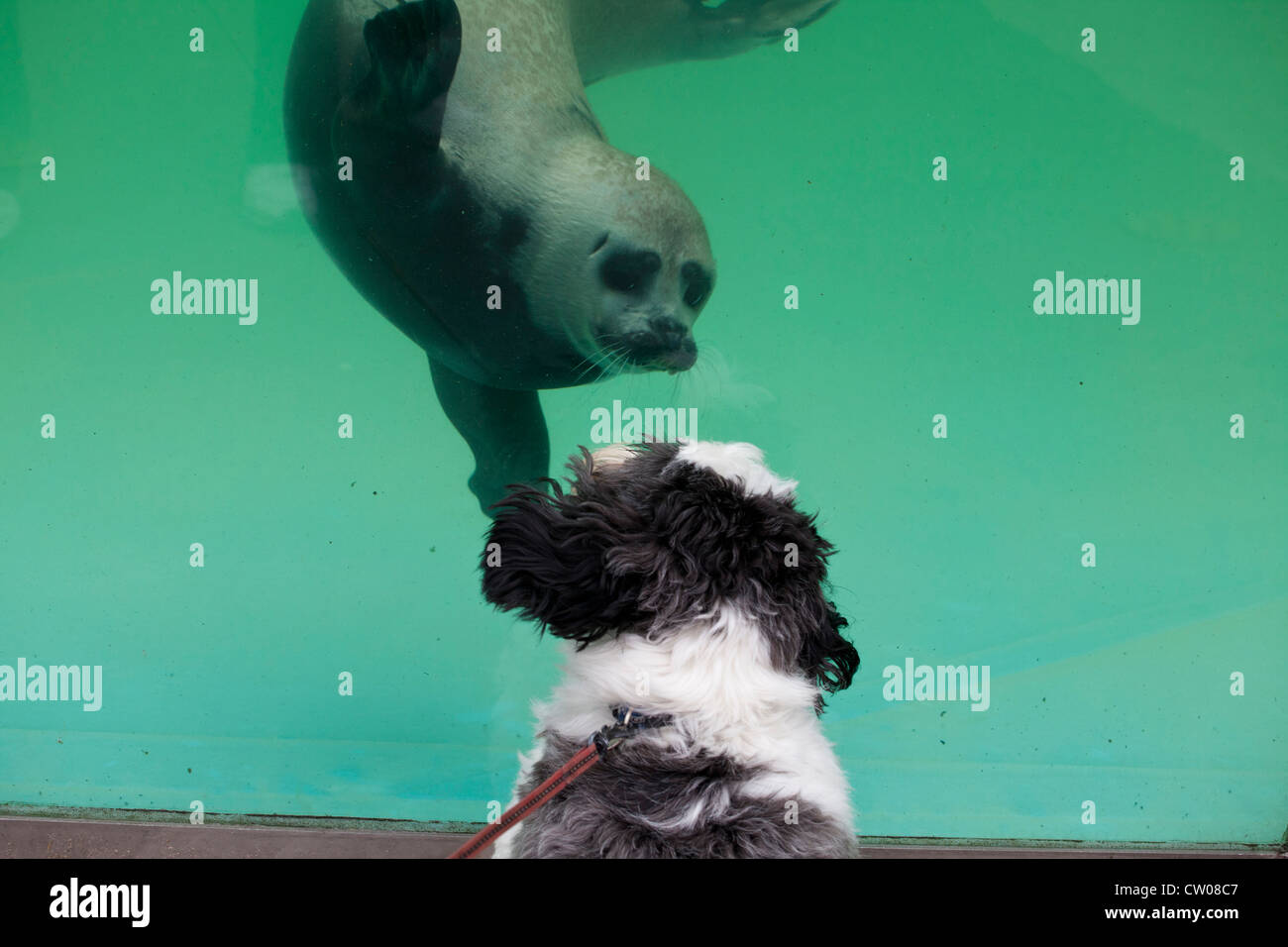 Son Amigables Con Las Focas Como Los Perros