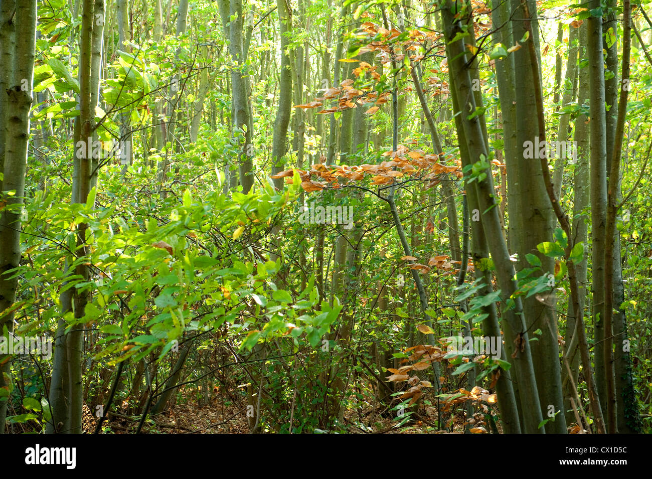 árboles de haya fotografías e imágenes de alta resolución - Alamy