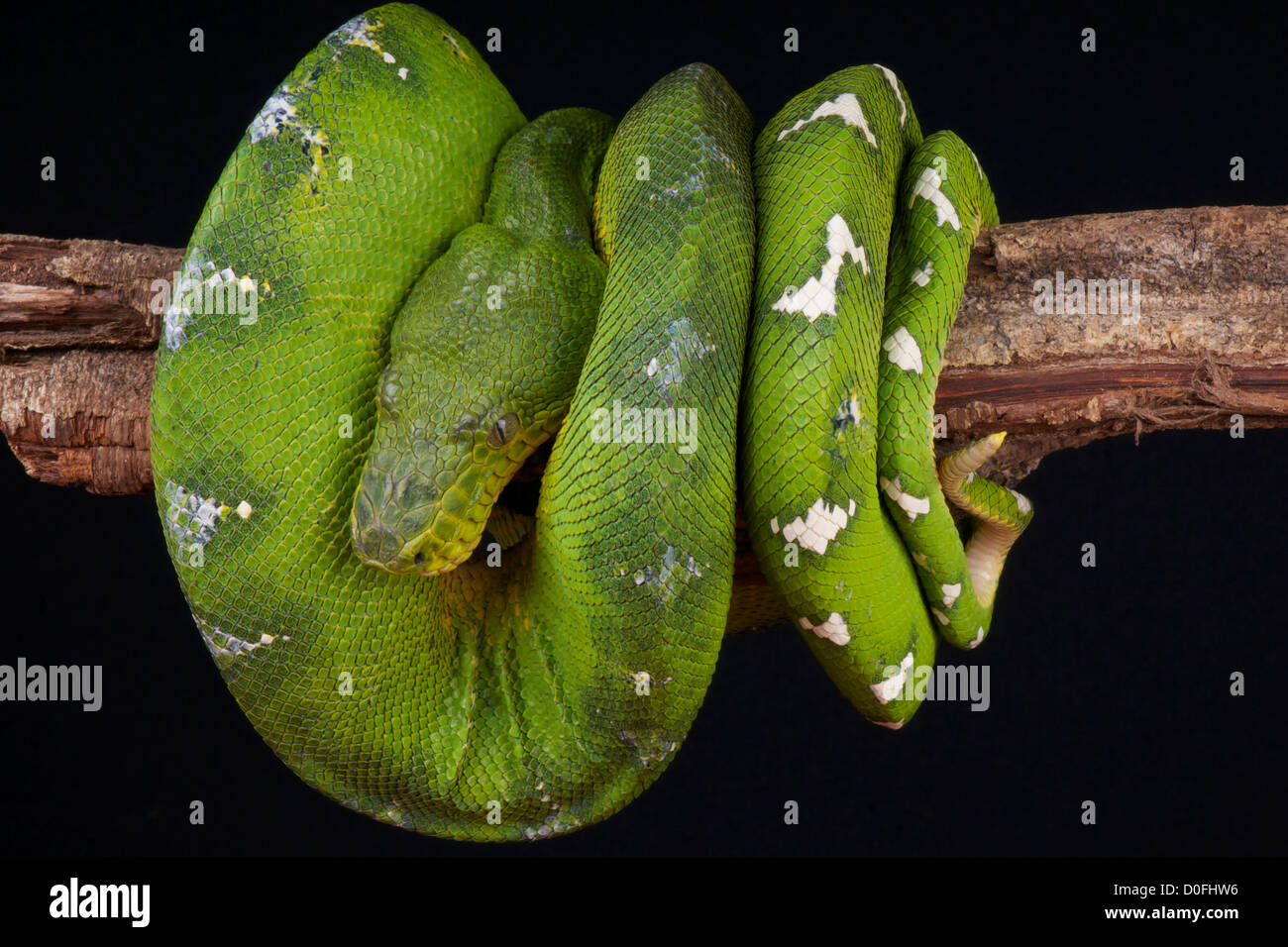 Boa De árbol Verde
