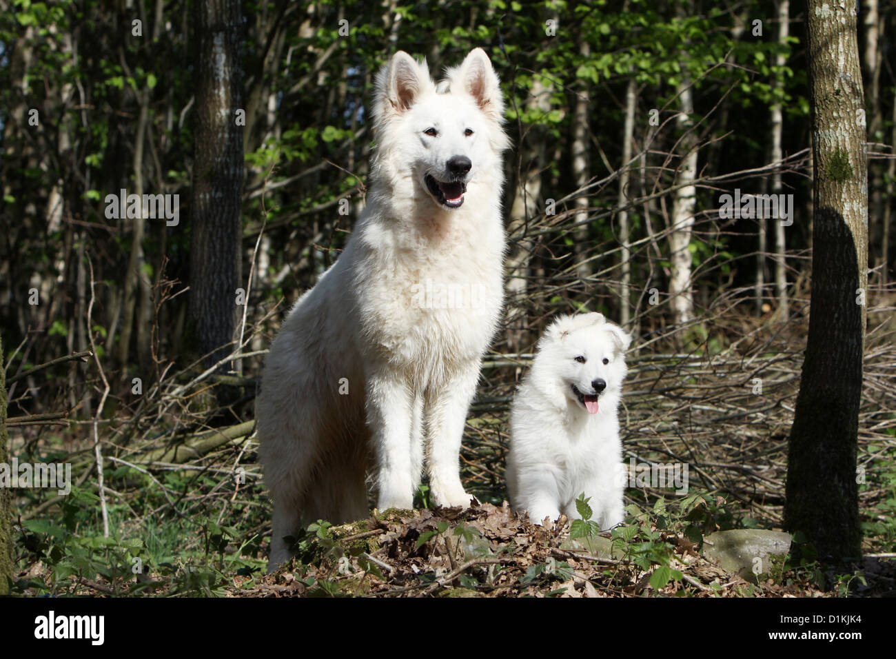 Es Legal El Pastor Suizo Blanco En Australia