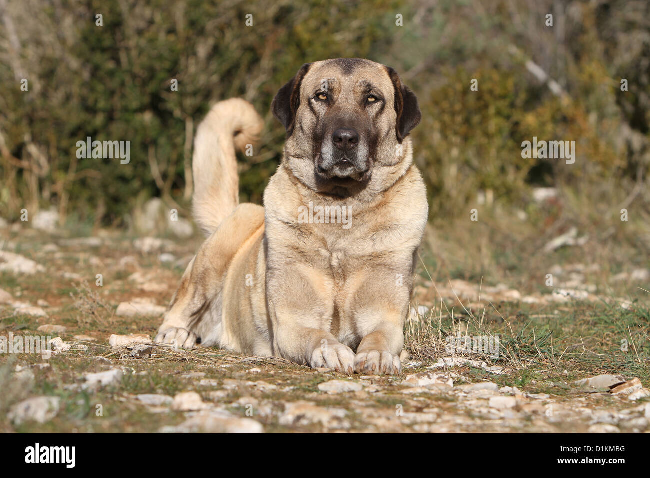 Son Perros Pastores Kangal Tranquilos