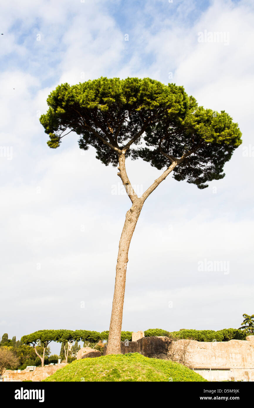 Pino piñonero (Pinus pinea), árbol típico italiano Fotografía de stock ...