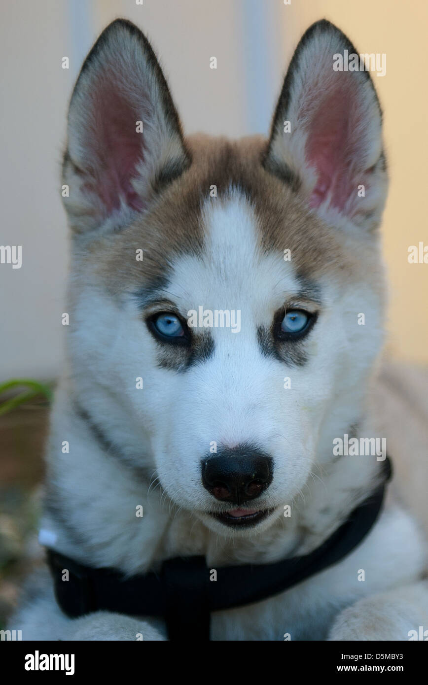 Pueden Un Alopekis Y Un Husky De Alaska Ser Amigos