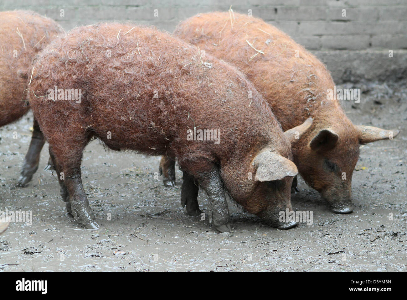 Henk hartog fotografías e imágenes de alta resolución - Alamy