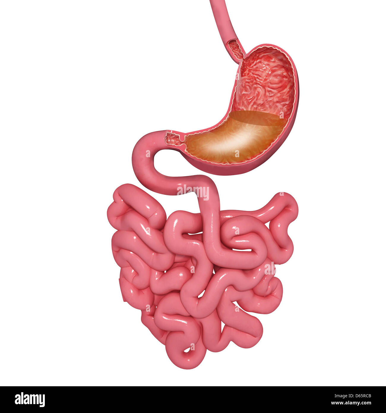 Imagem De Intestinos