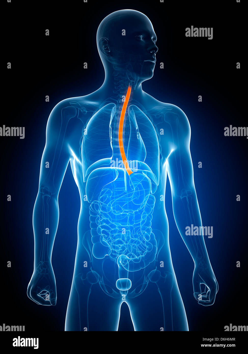 Imagenes Del Esofago Humano