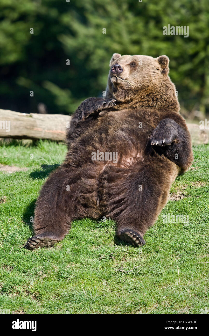 Fotos De Osos Chistosos