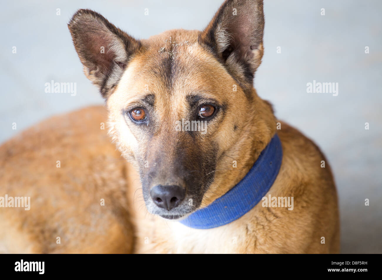 De Que Raza Son Los Perros Callejeros En La India