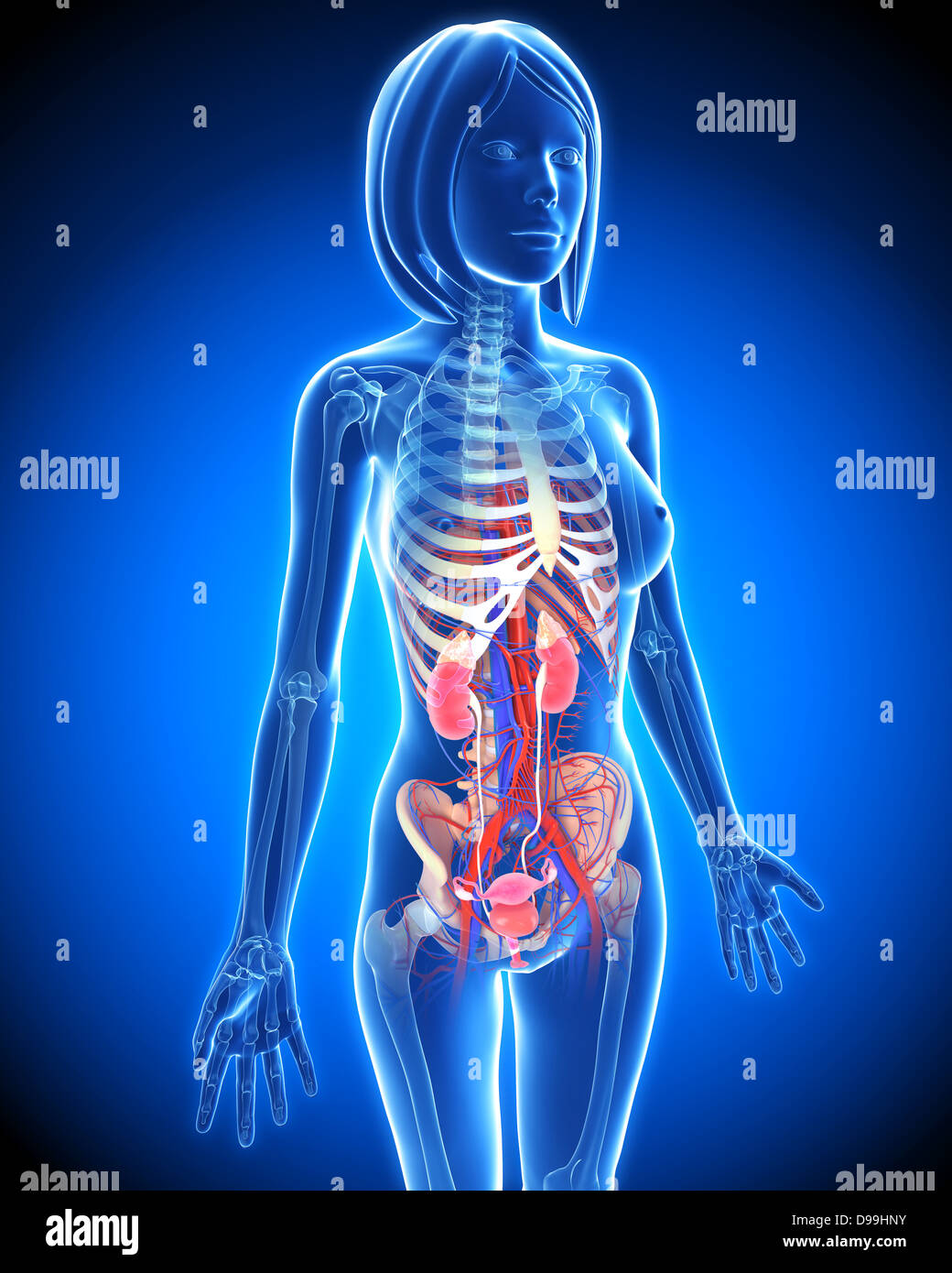 Fotos Do Sistema Urinário - FDPLEARN