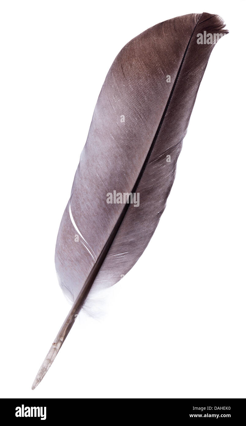 El Significado Del Color De Las Plumas: El Mensaje De Los ángeles ...