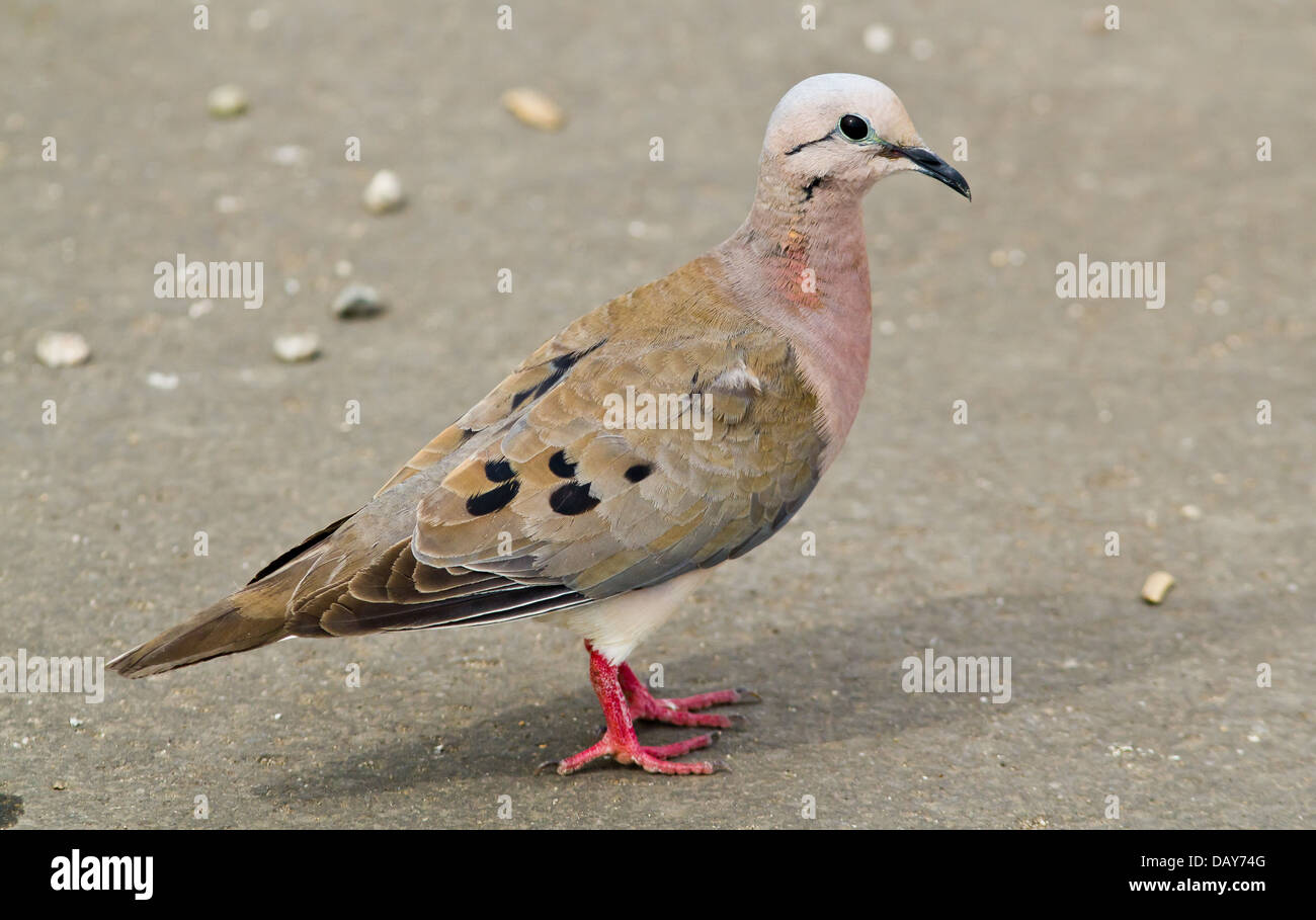 Peruanos Come Palomas