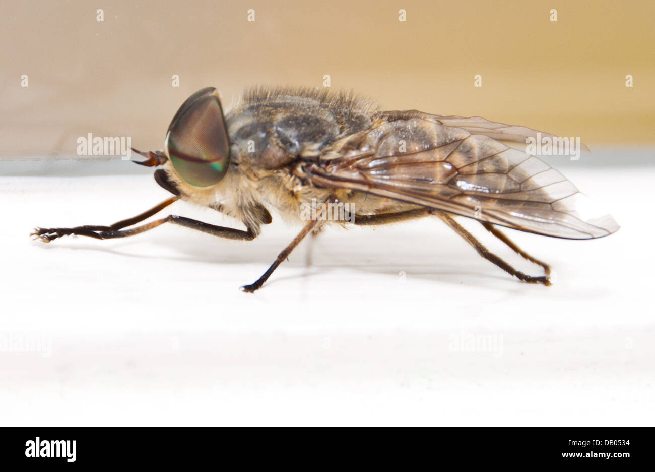 Picadura de mosca de caballo fotografías e imágenes de alta resolución ...