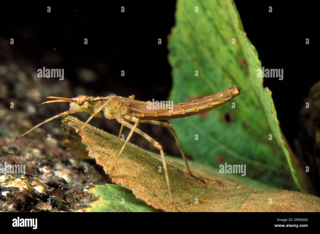 Calopterygidae Larvae