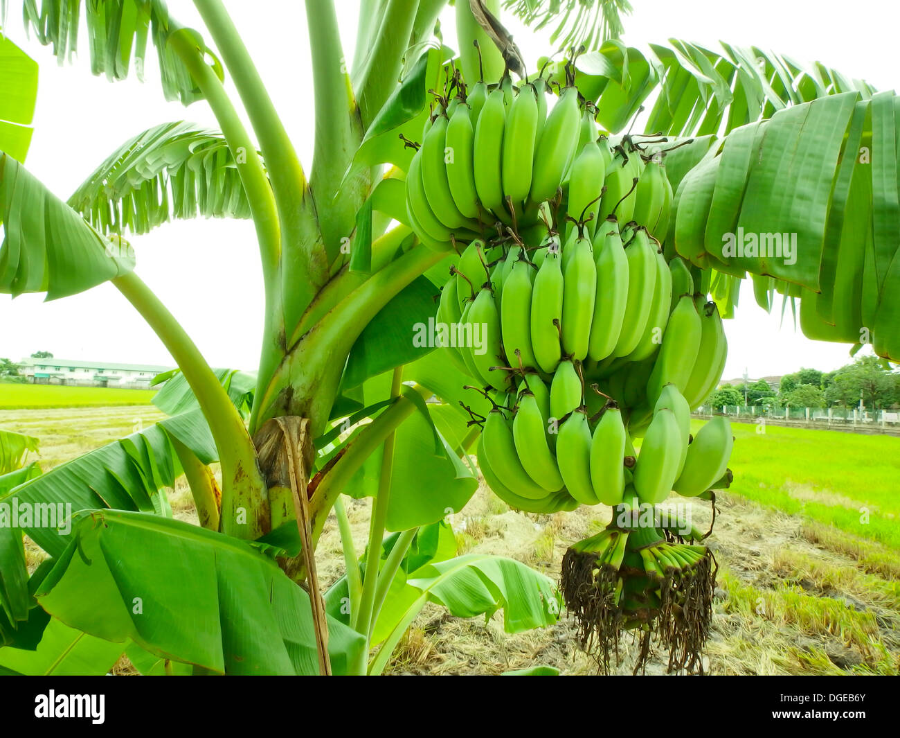 Racimo de plátano fotografías e imágenes de alta resolución - Alamy