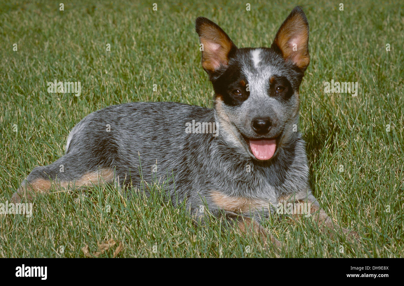 Los Blue Heelers Son Buenos Con Otros Perros