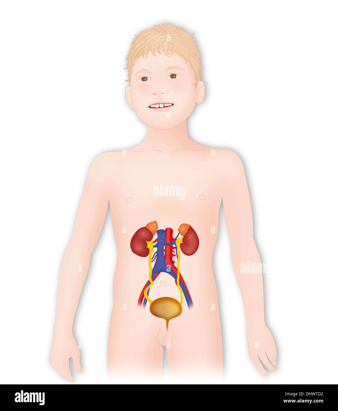 Sistema Urinario Para Niños