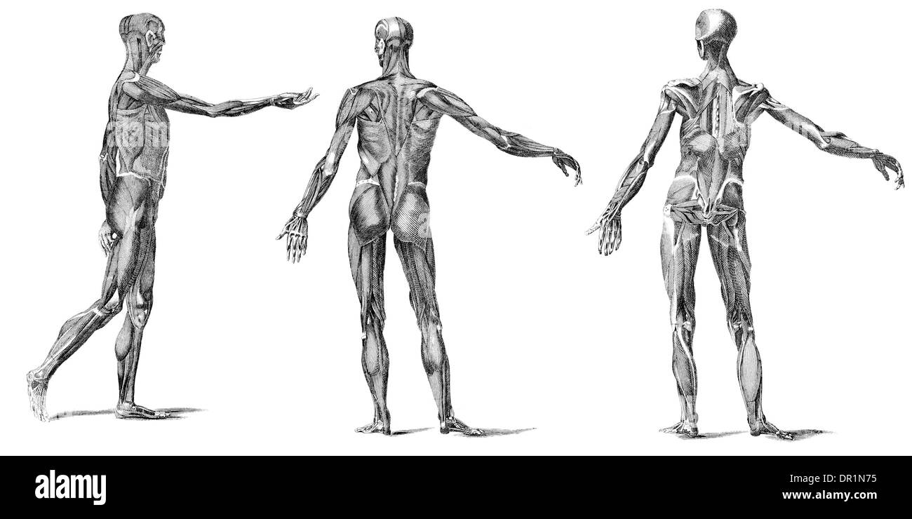 Músculos del cuerpo humano Fotografía de stock - Alamy
