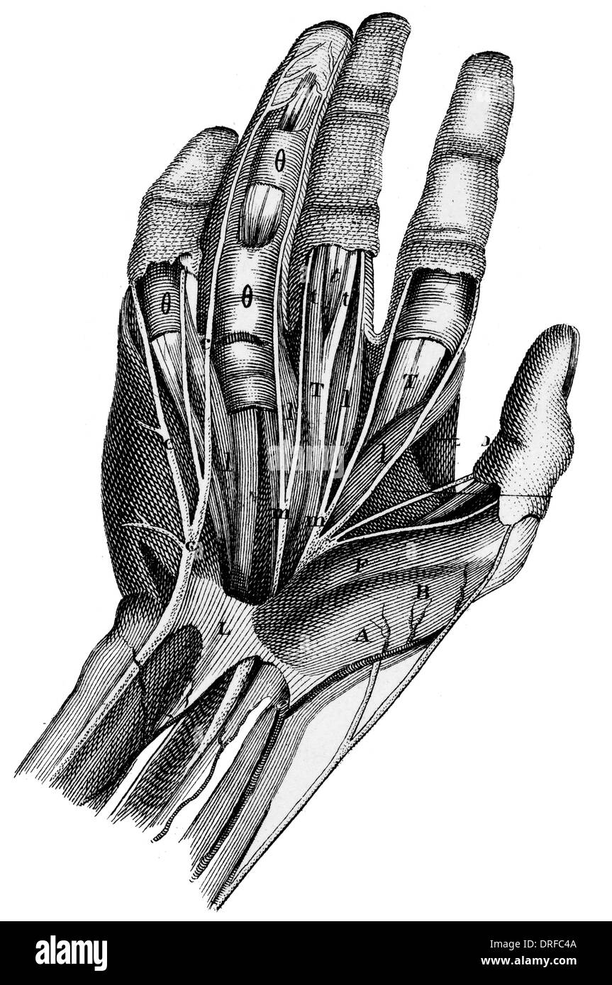 Anatomia de mano fotografías e imágenes de alta resolución - Alamy