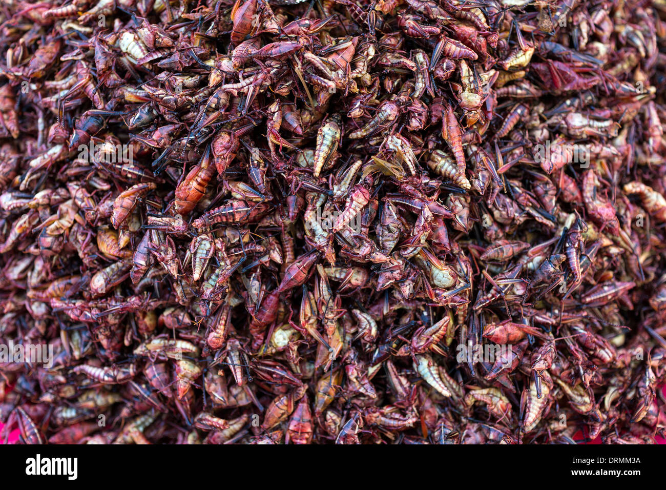 Chapulines Vivos