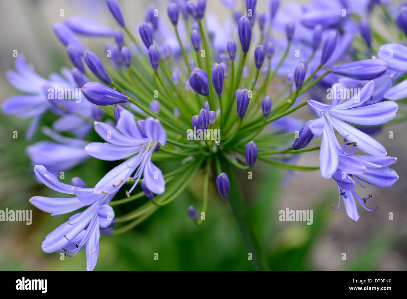 Flor Lila