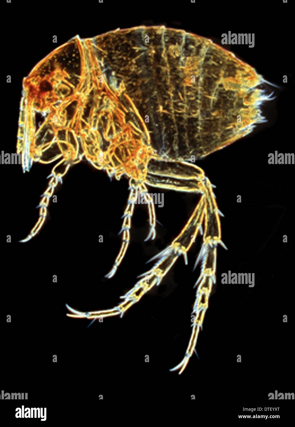 Pulga Tunga Penetrans Flea Parasitism In Wild Mammals In The