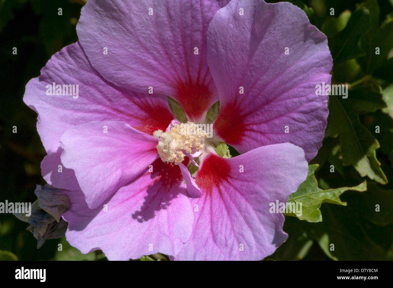 Rose Of Sharon Hibiscus Fotografías E Imágenes De Alta Resolución Alamy