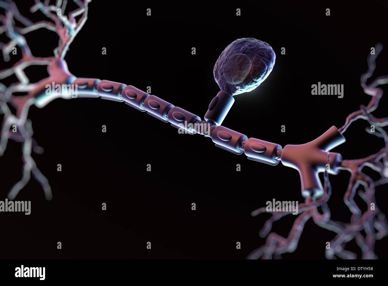 Diagrama De Neurona Unipolar