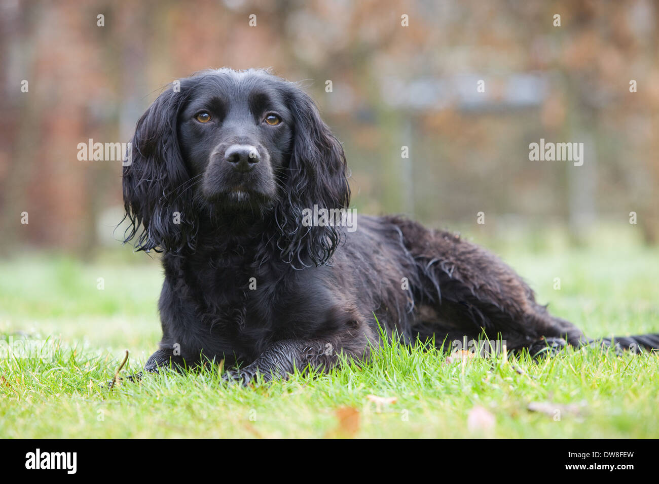 Cual Es El Corte De Cachorro Para Un Cocker Spaniel