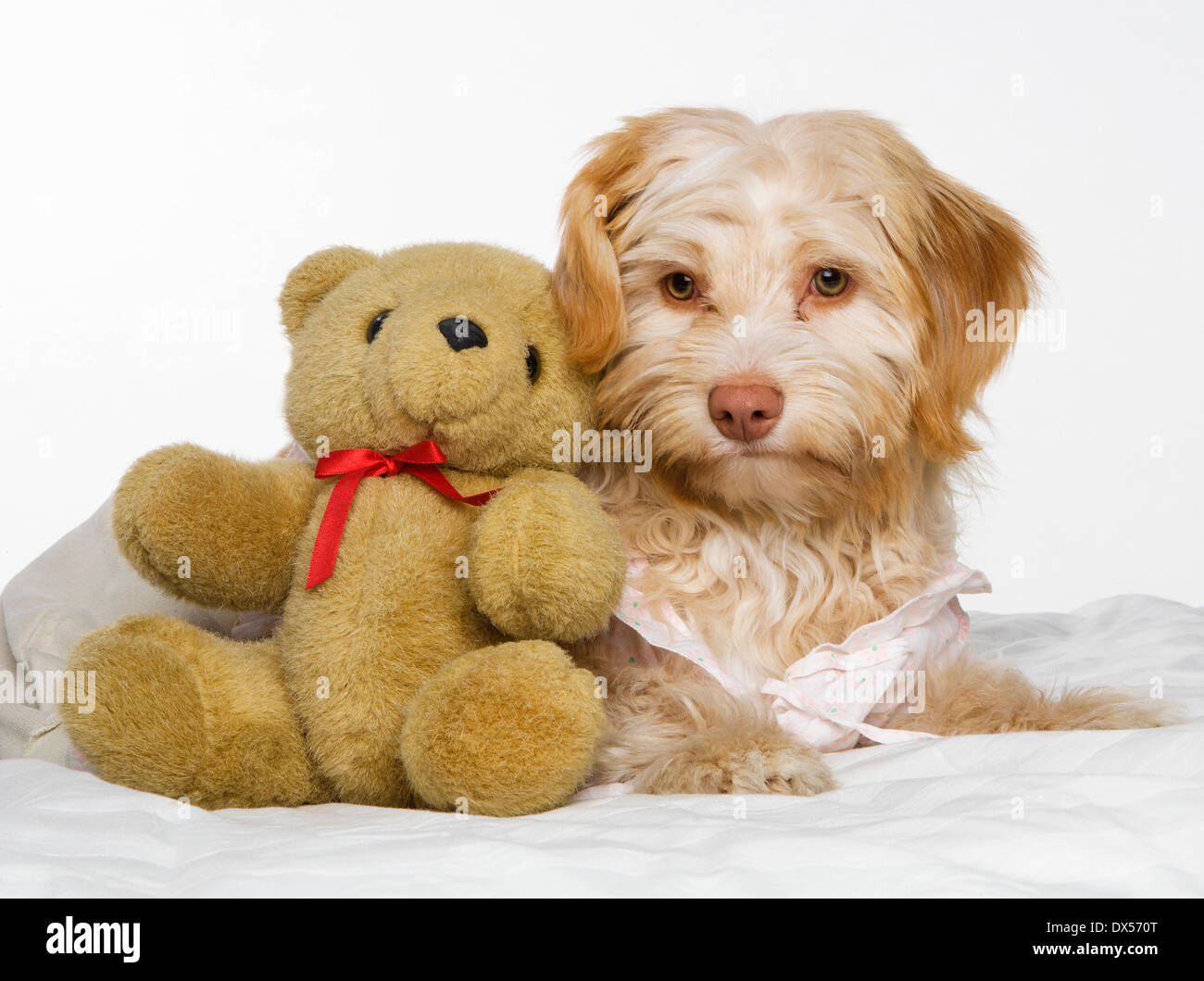 Una Raza De Perro Llamada Oso De Peluche