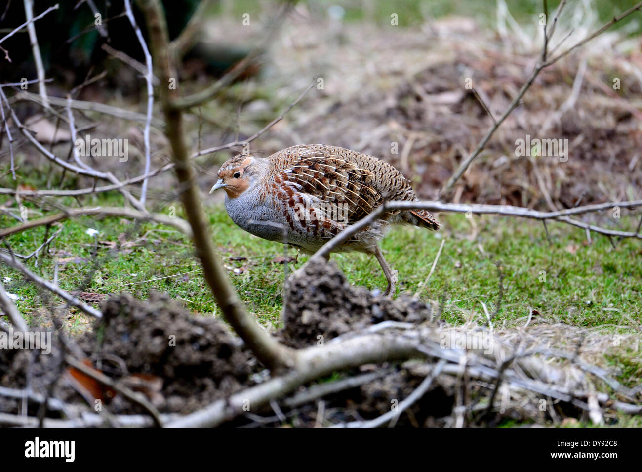 La perdiz Perdix perdix gallinácea pollos salvajes aves Galliformes ...