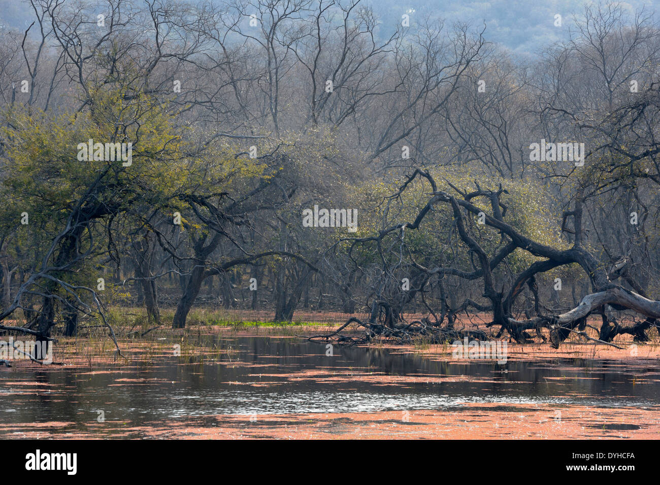 Bosque Seco Y Selva Tropical Fotos e Imágenes de stock - Alamy