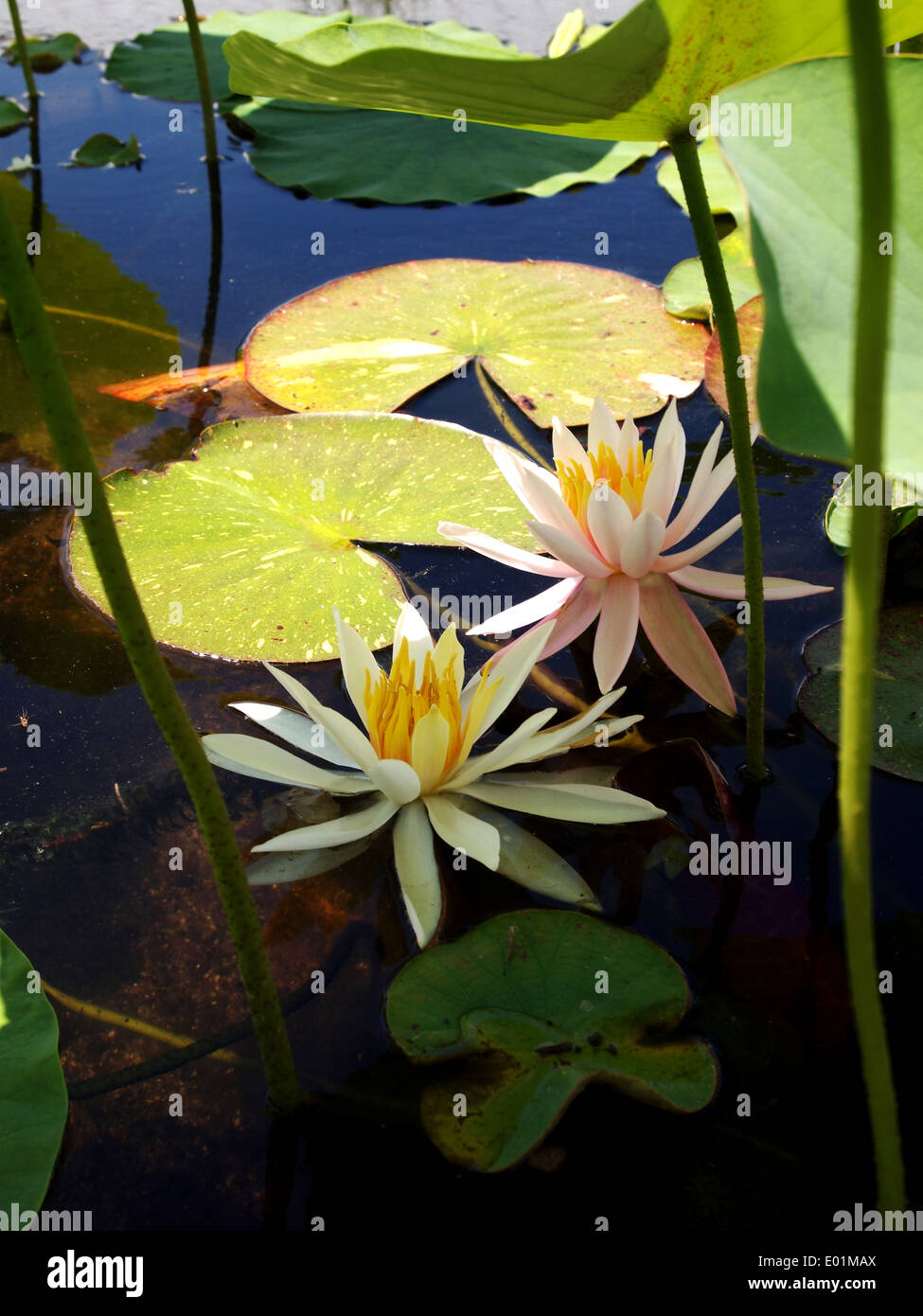 Flores De Loto Blanco Flotante Fotografías E Imágenes De Alta Resolución Alamy