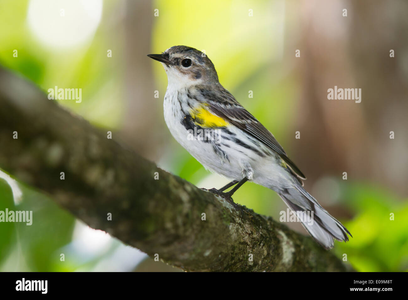 Yellow-rumped cerúlea (Dendroica coronata Fotografía de stock - Alamy