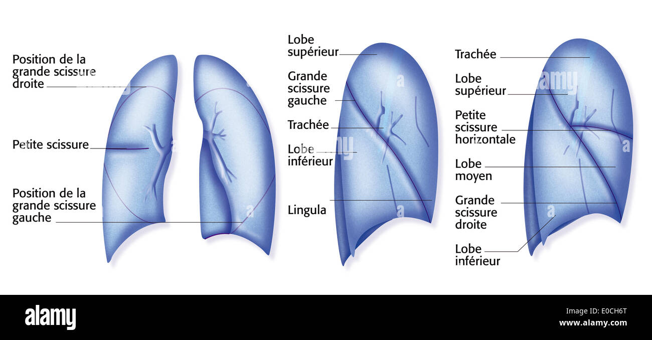 Língula De Los Pulmones Reales Anatomía De Los Pulmones