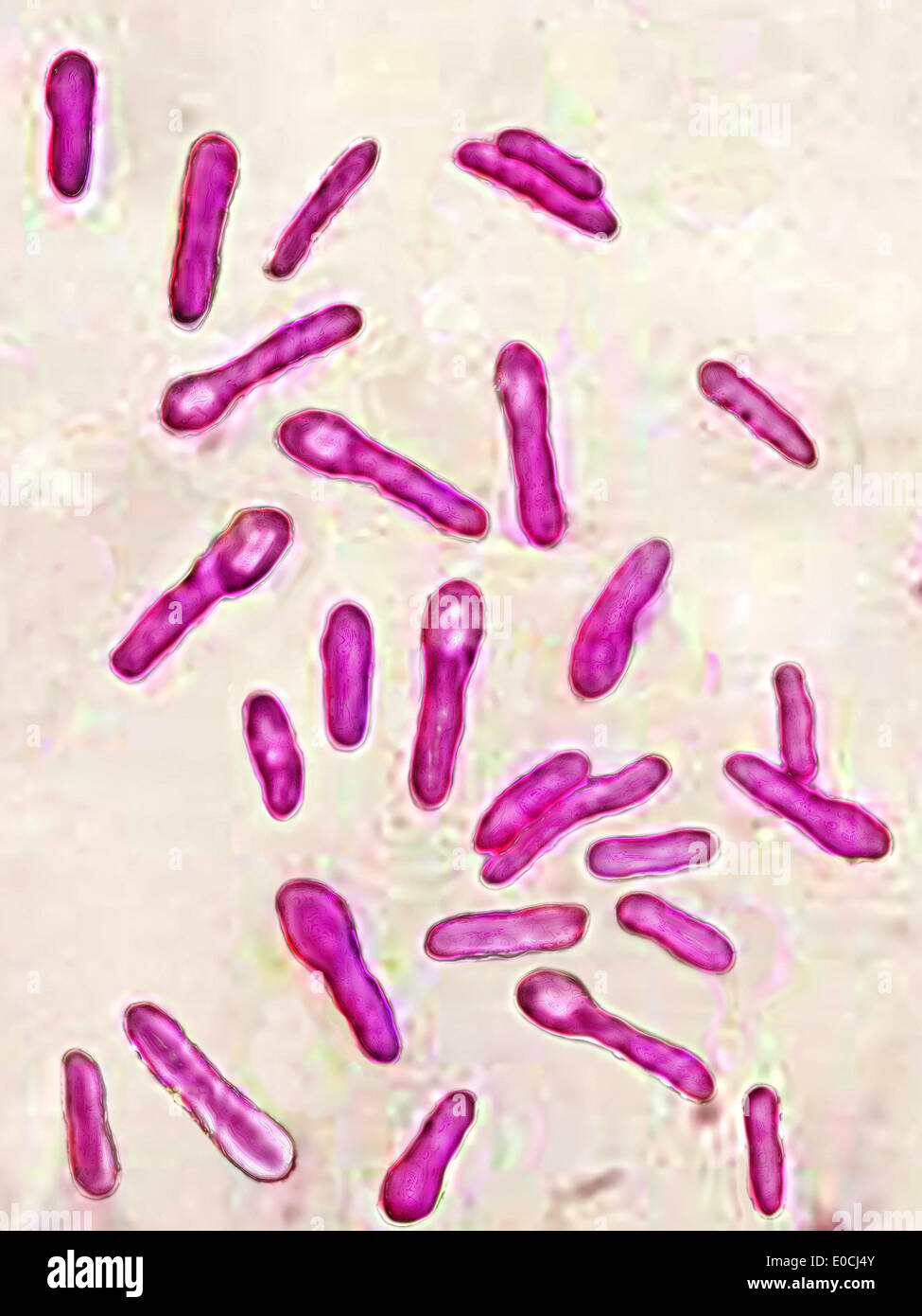 Botulinum Toxin Clostridium Botulinum Fotos E Imágenes De Stock Alamy