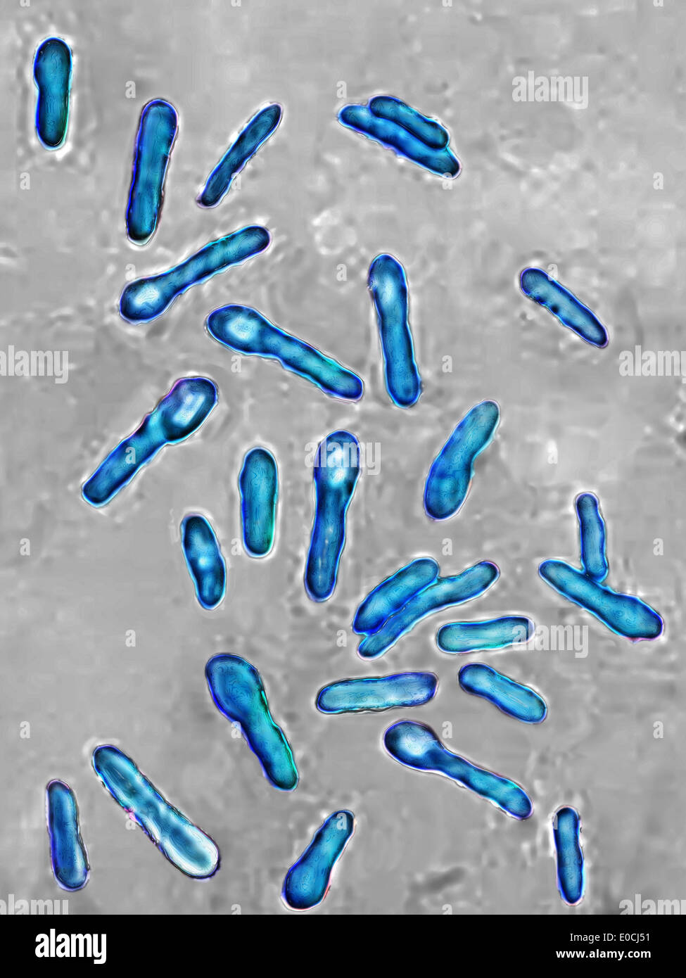 Clostridium Botulinum Bacterium Fotografías E Imágenes De Alta