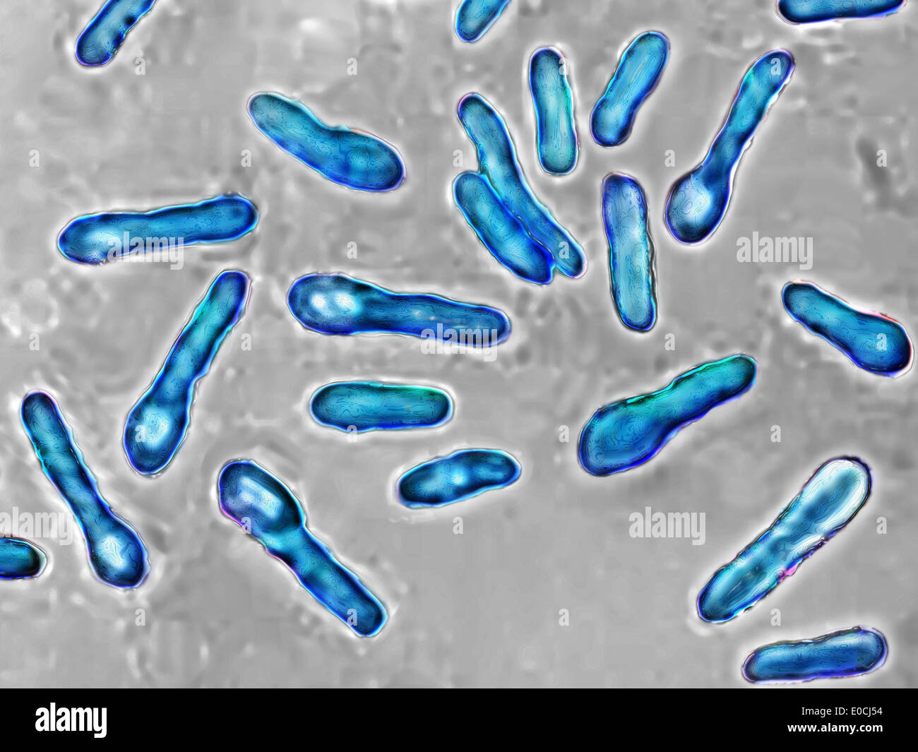 Clostridium Botulinum Fotografías E Imágenes De Alta Resolución Alamy